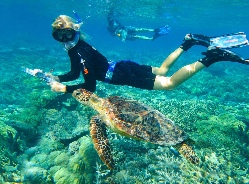 Sea Turtle Conservation: Volunteering to Safeguard – Spinnaker Watches